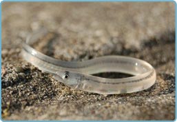 The mysterious elver, from Sargasso Sea to sushi – fisherynation.com